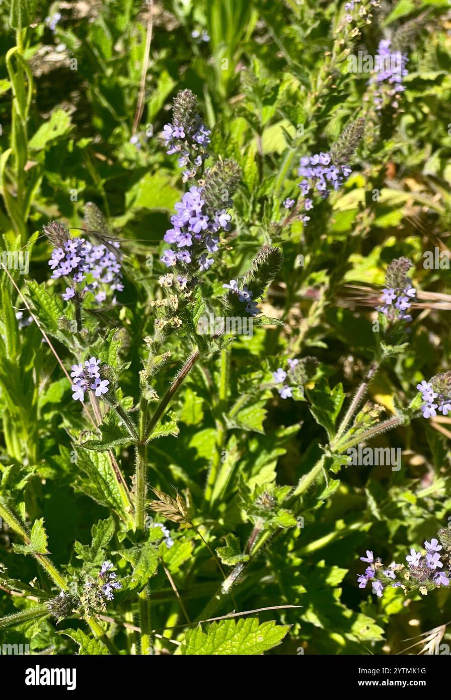 western vervain (Verbena lasiostachys Stock Photo - Alamy