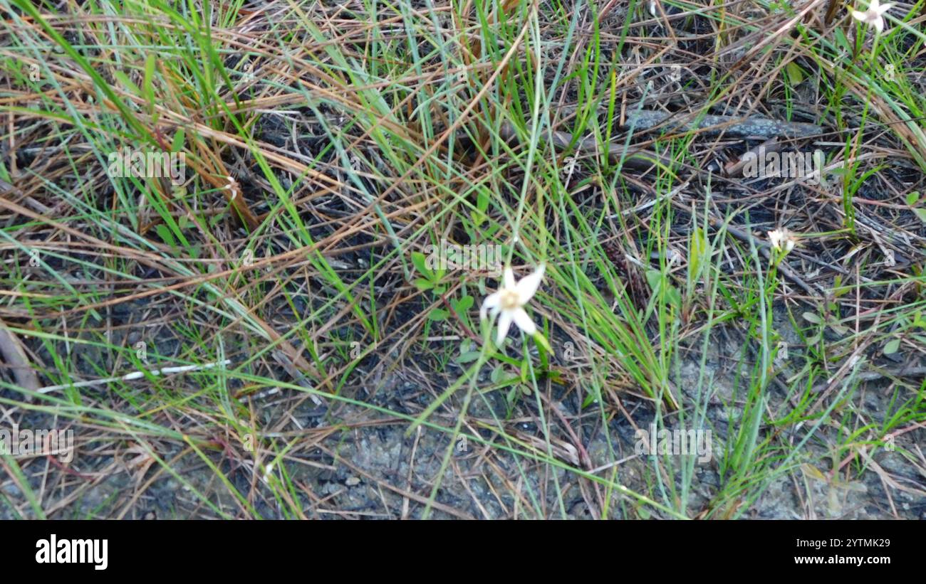 whitetop sedge (Rhynchospora colorata Stock Photo - Alamy