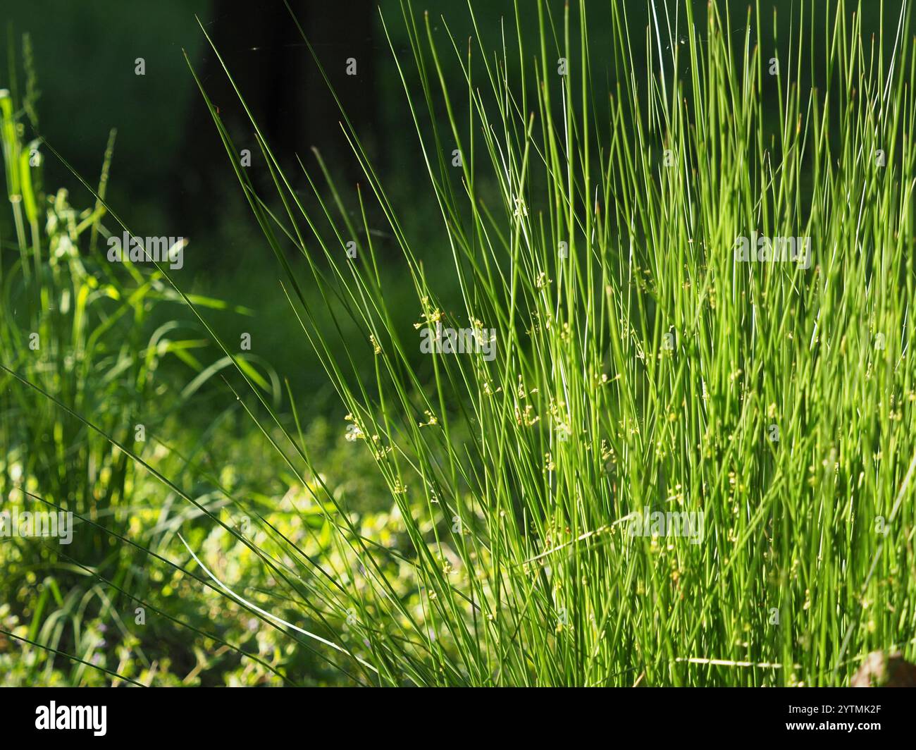 Soft Rush (Juncus effusus Stock Photo - Alamy