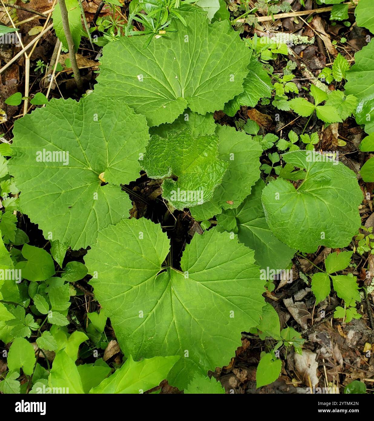 Great Indian Plantain (Arnoglossum reniforme Stock Photo - Alamy