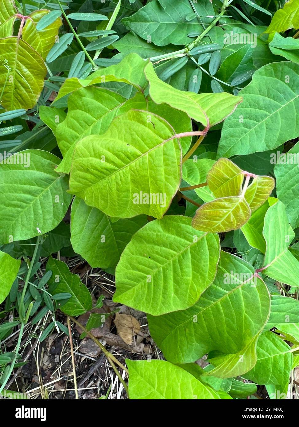 eastern poison ivy (Toxicodendron radicans Stock Photo - Alamy