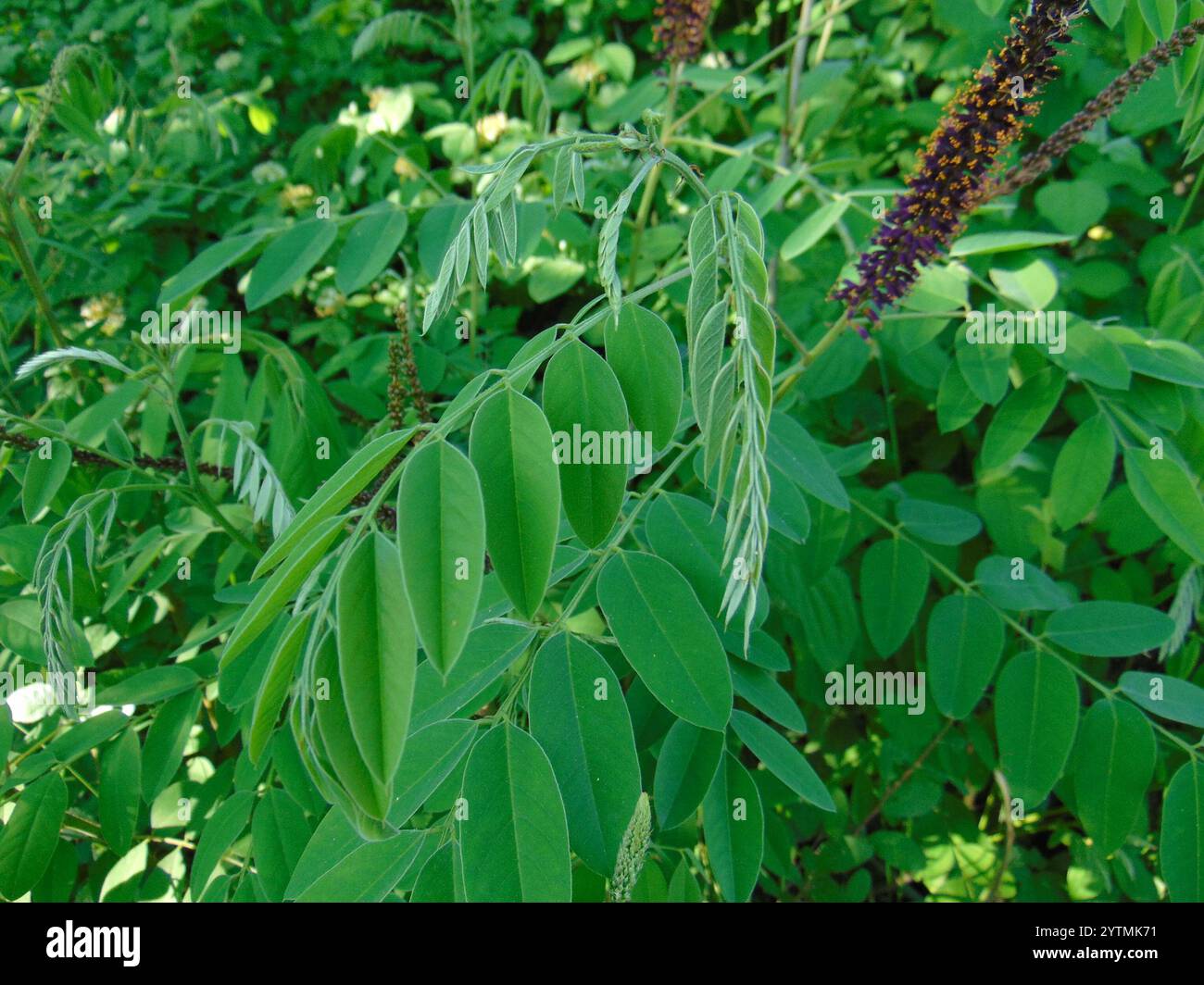 false indigo bush (Amorpha fruticosa Stock Photo - Alamy