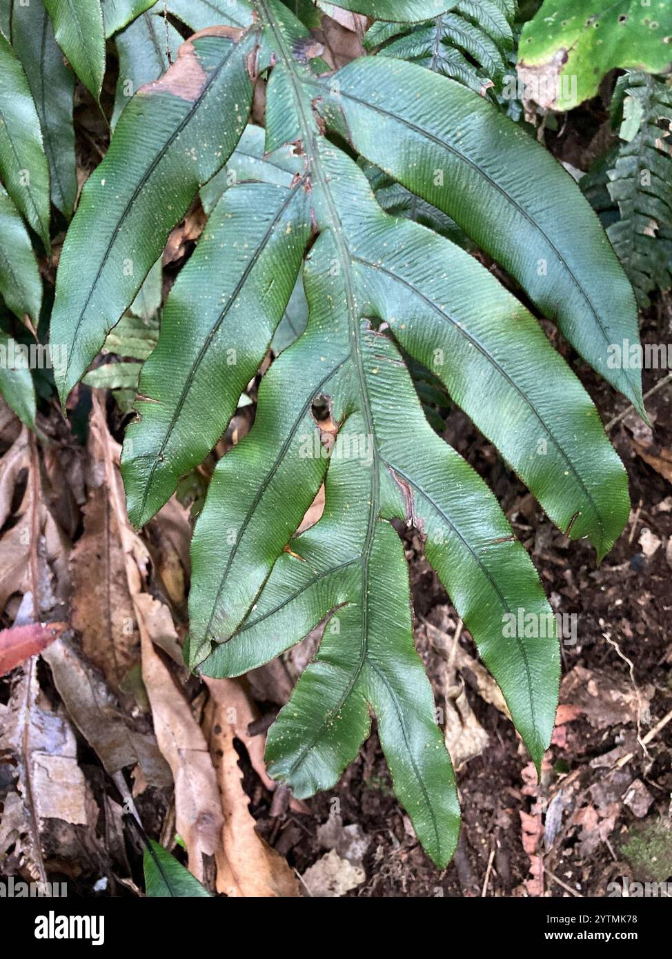 Waterfall fern (Blechnum colensoi Stock Photo - Alamy