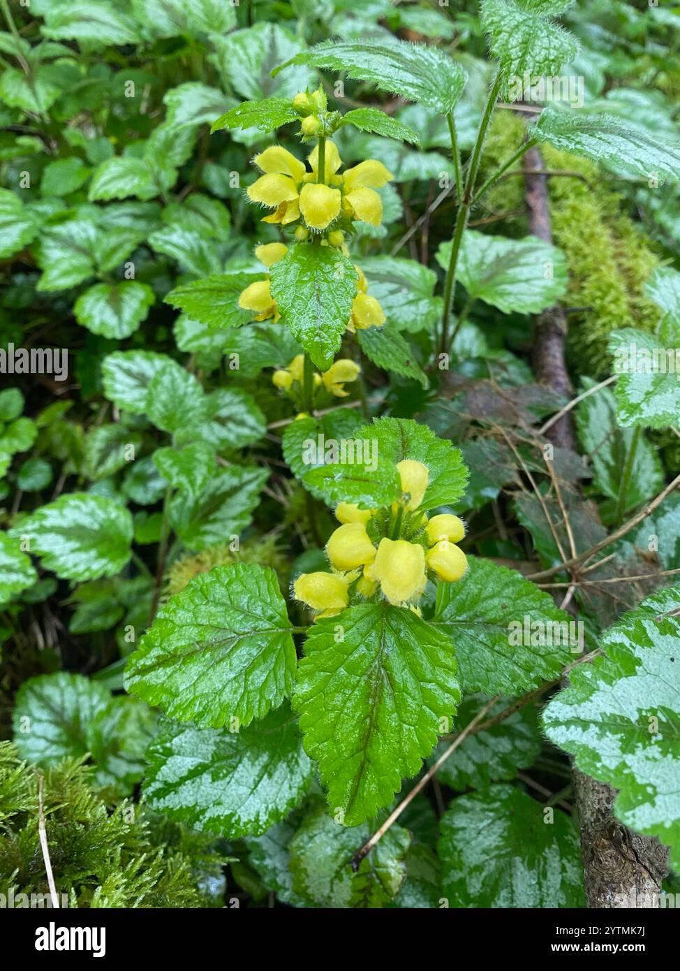 Variegated Yellow Archangel (Lamium galeobdolon argentatum Stock Photo ...