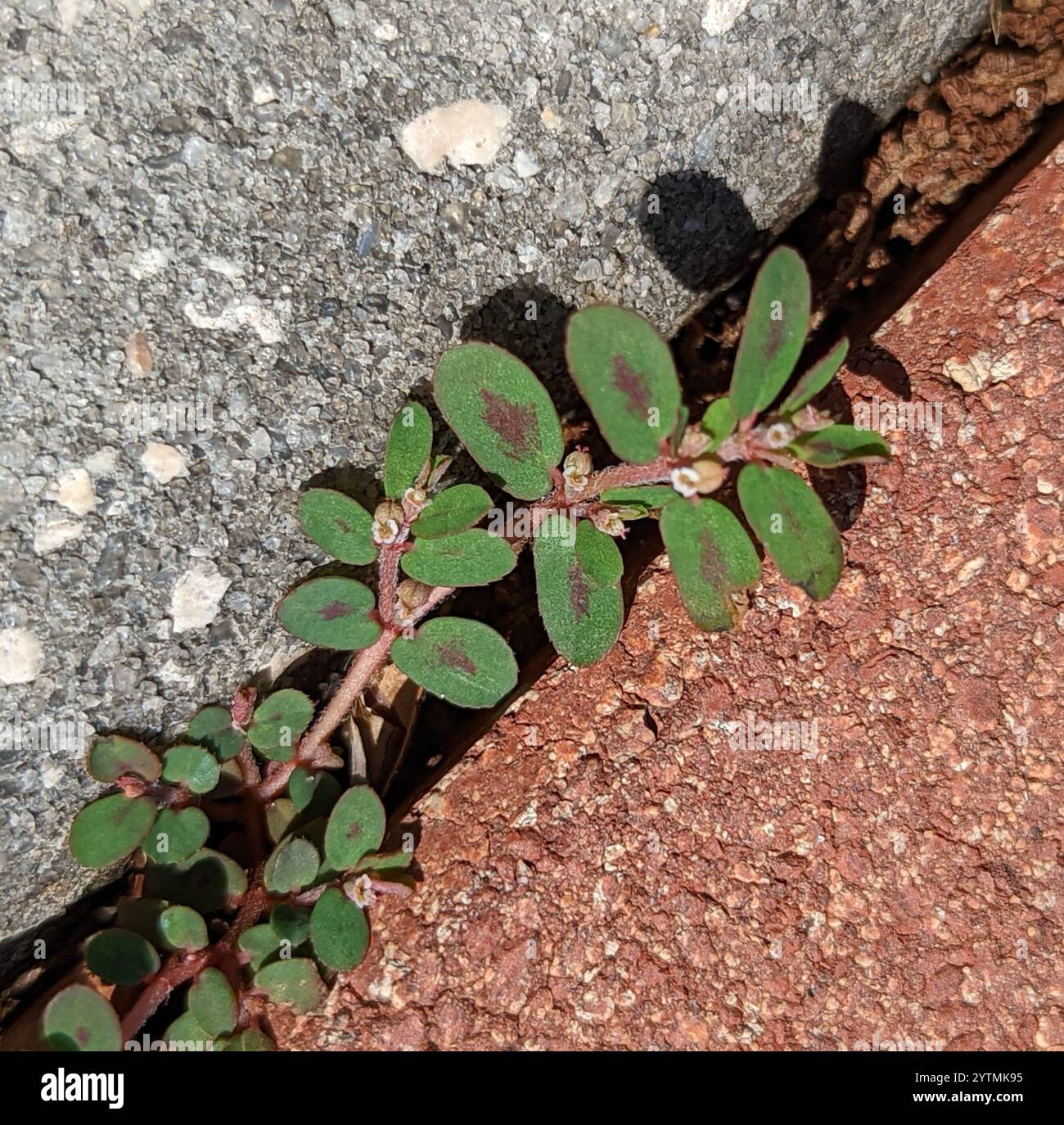 Spotted spurge (Euphorbia maculata Stock Photo - Alamy