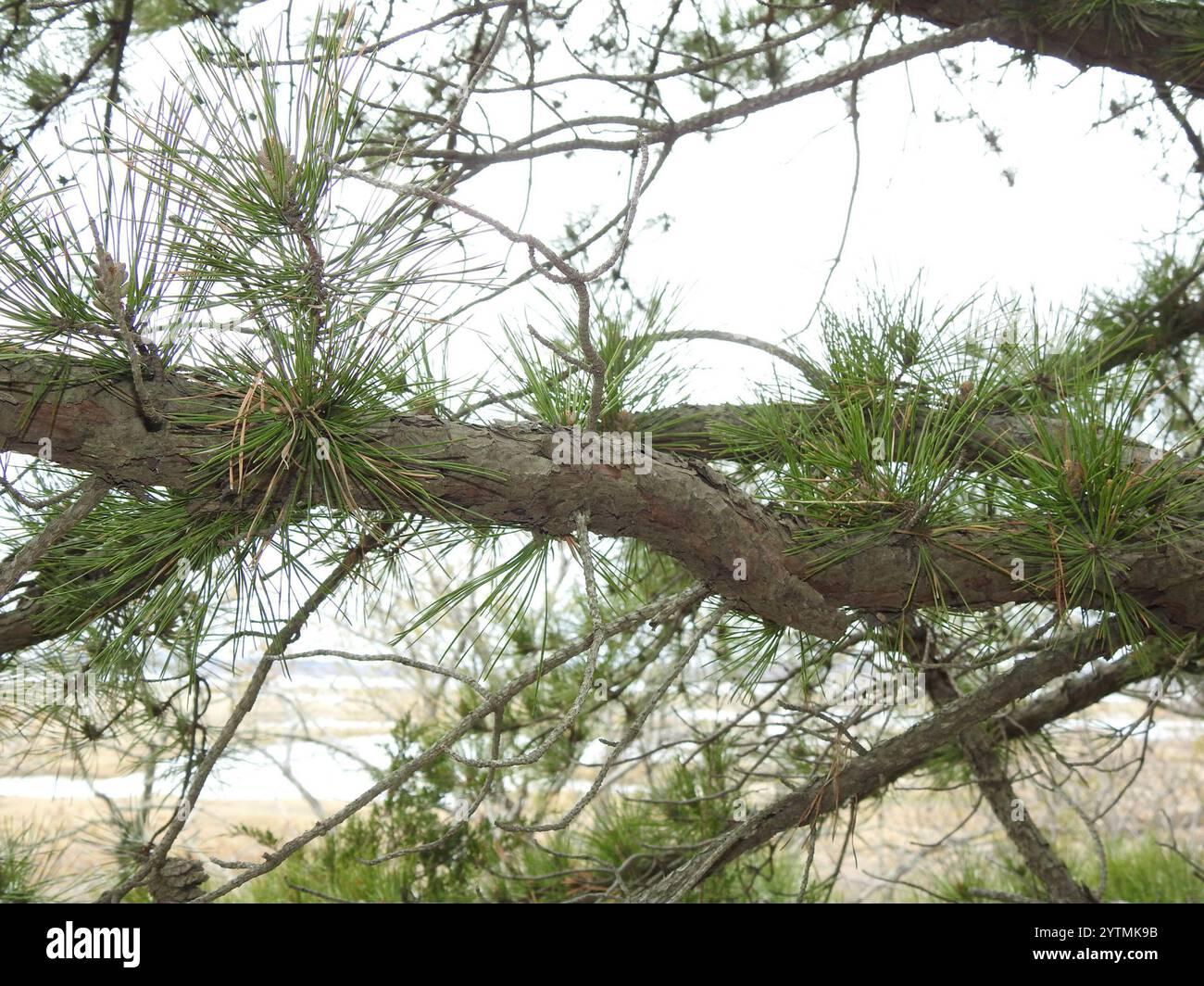 pitch pine (Pinus rigida Stock Photo - Alamy