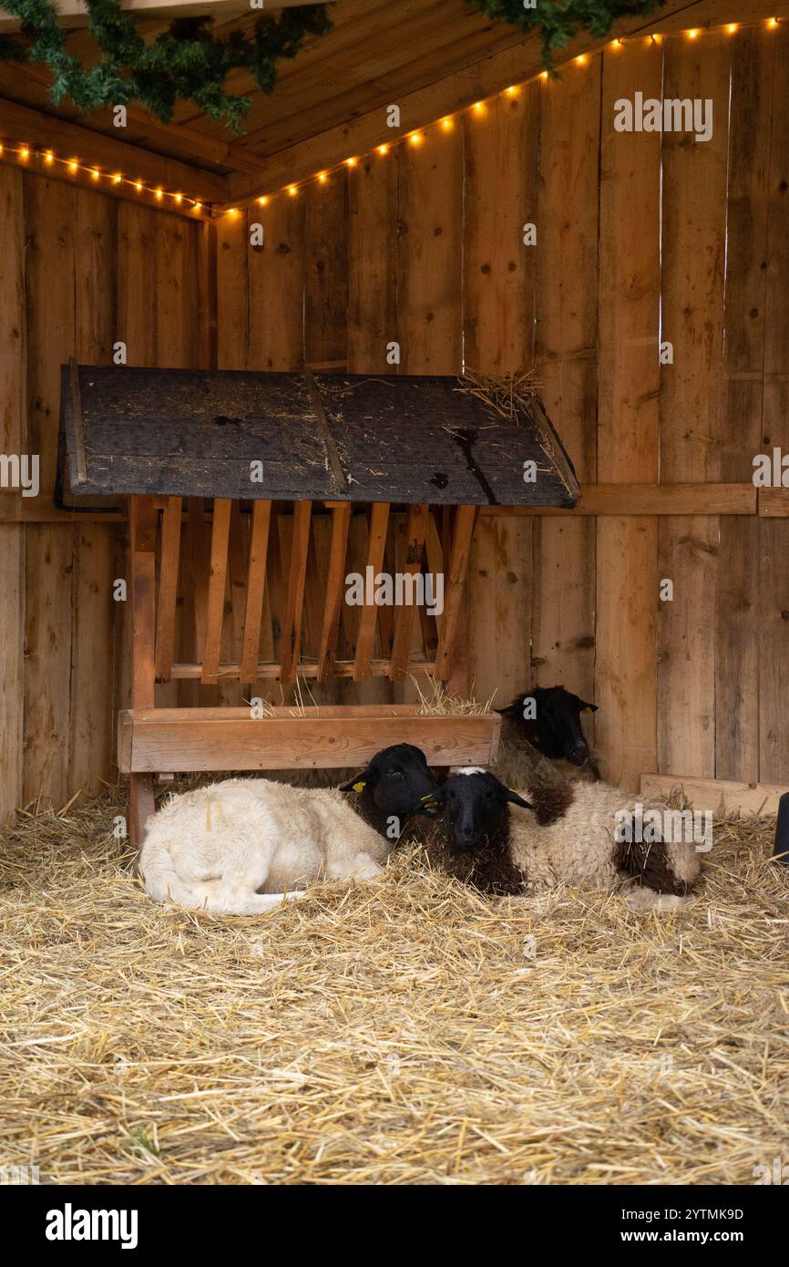 Rustic Nativity Scene with Farm Animals in a Cozy Christmas Setting ...