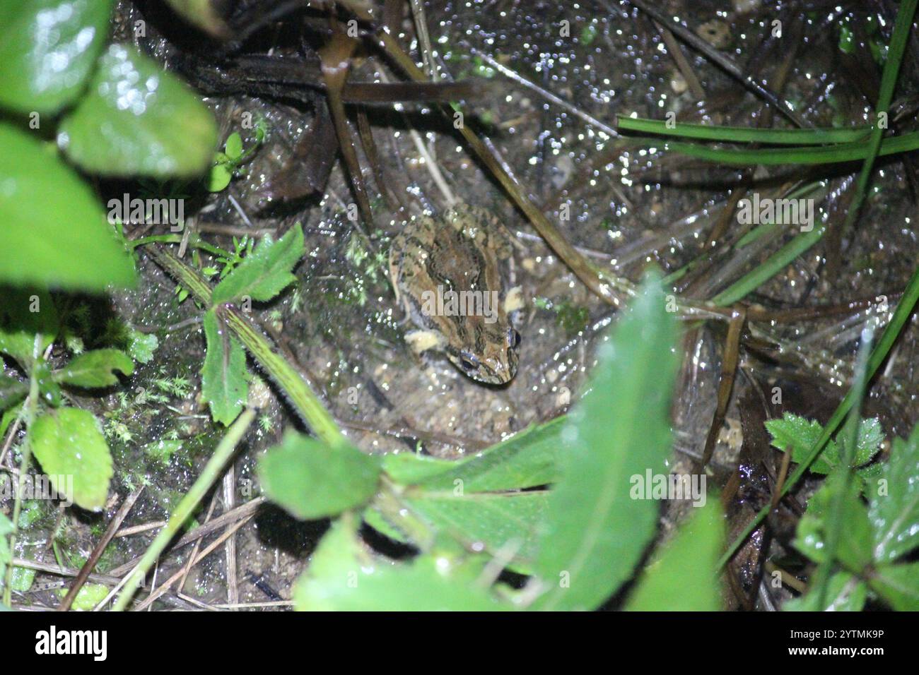 Common Eastern Froglet (Crinia signifera Stock Photo - Alamy