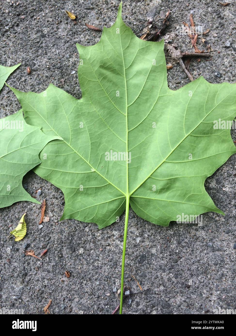 Hard maples hi-res stock photography and images - Alamy