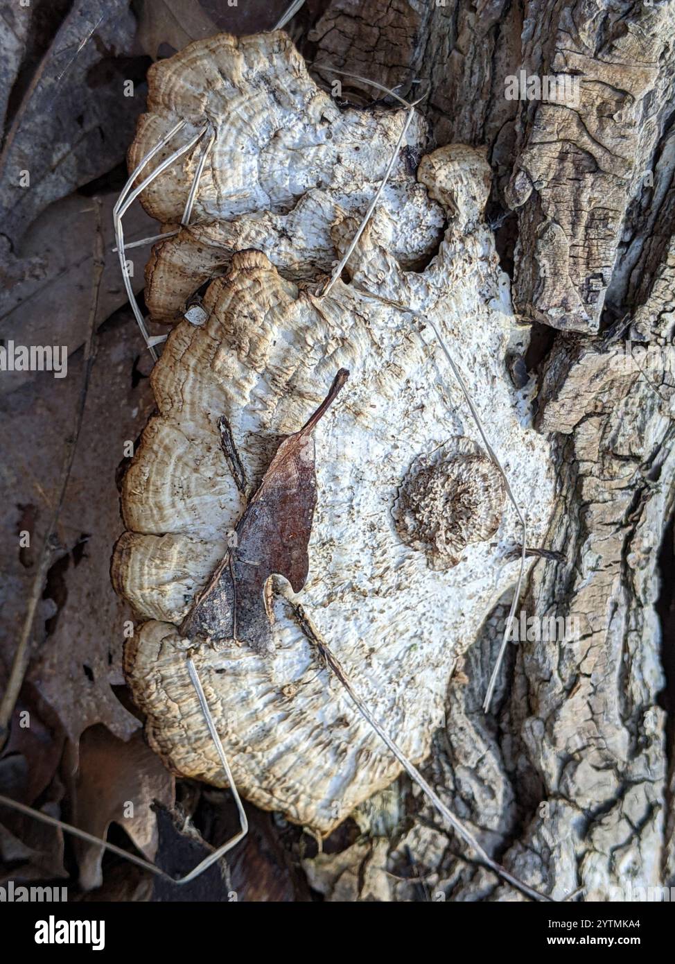 Thin-walled Maze Polypore (Daedaleopsis confragosa Stock Photo - Alamy