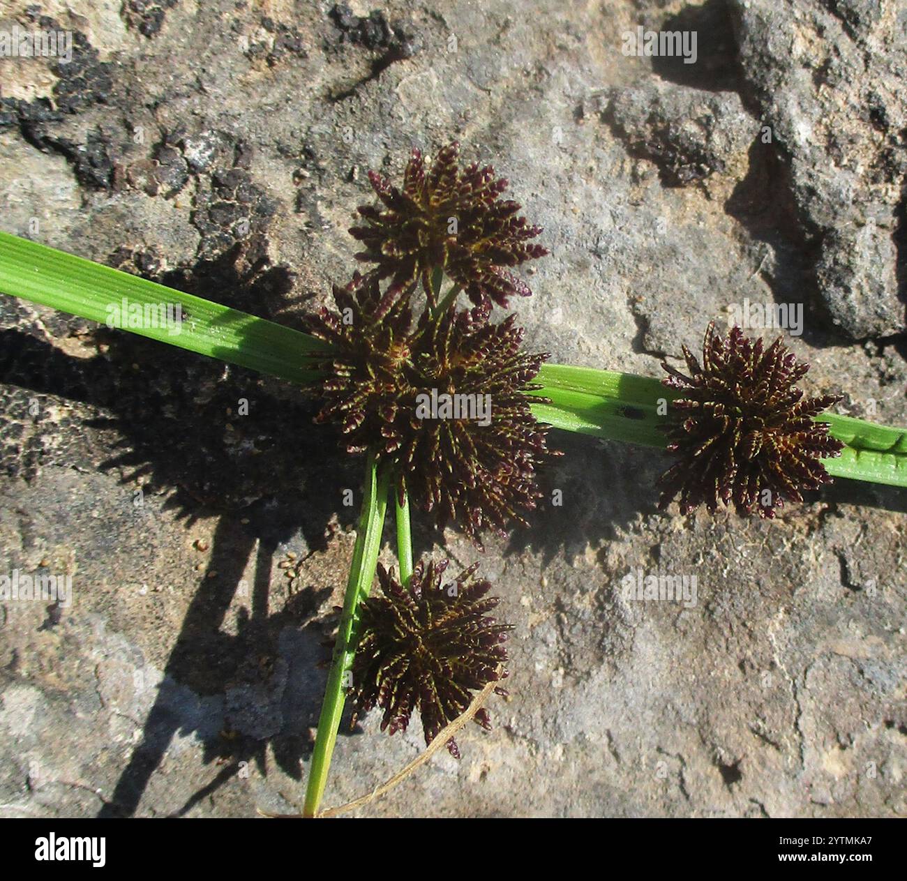 Variable Flatsedge (Cyperus difformis Stock Photo - Alamy
