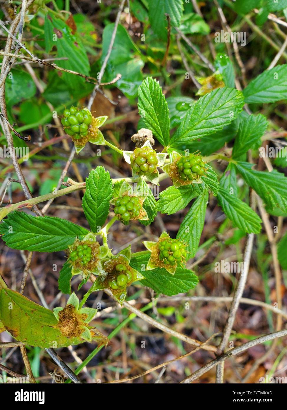 Rubus cuneifolius hi-res stock photography and images - Alamy