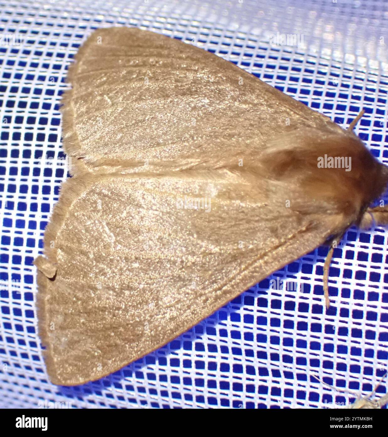 Clay Monkey (Phyllalia patens Stock Photo - Alamy