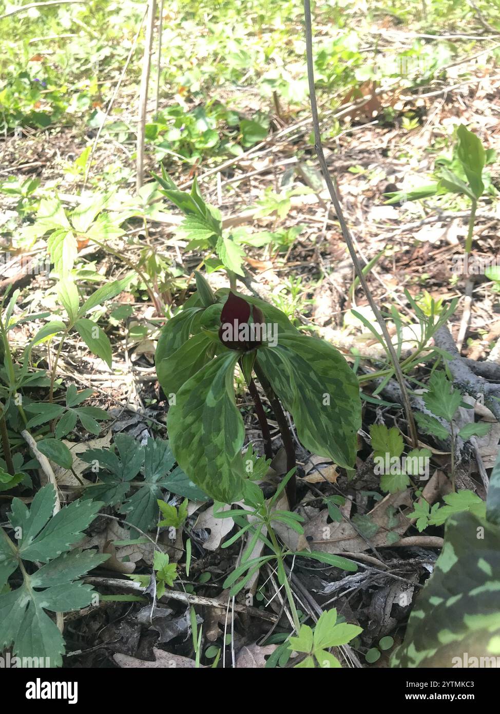 prairie trillium (Trillium recurvatum Stock Photo - Alamy