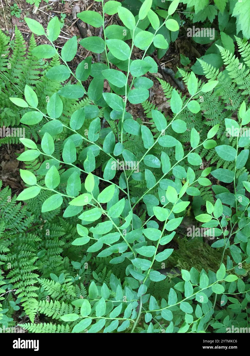 Red Huckleberry (Vaccinium parvifolium Stock Photo - Alamy