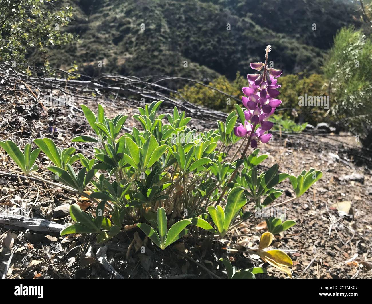 Santa Lucia Lupine (Lupinus cervinus Stock Photo - Alamy