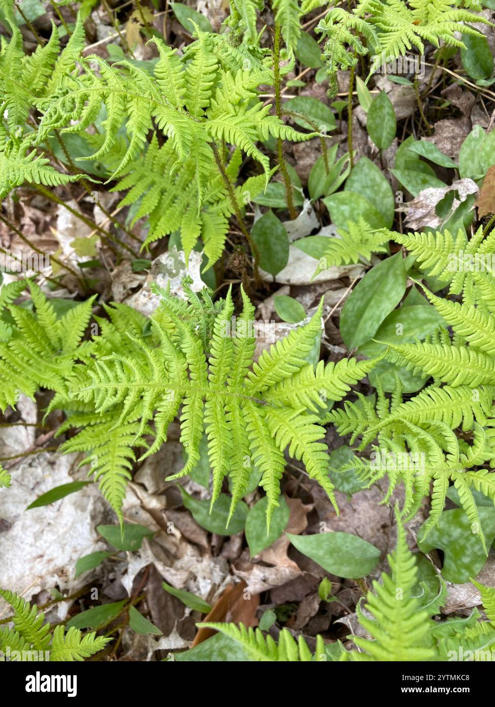 long beech fern (Phegopteris connectilis Stock Photo - Alamy