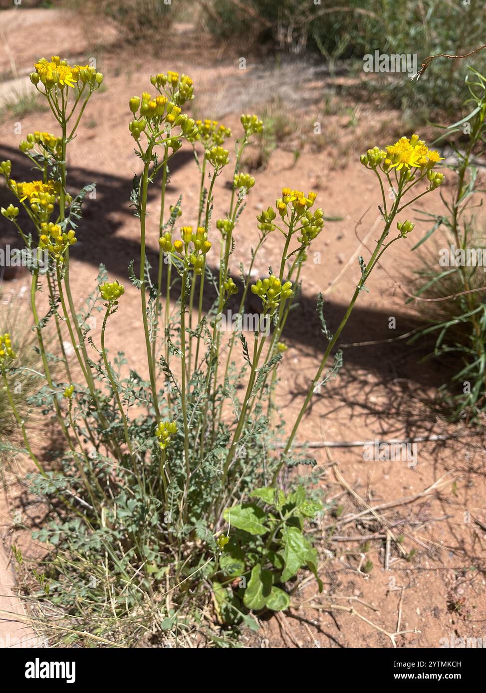 Lobeleaf Groundsel (Packera multilobata Stock Photo - Alamy