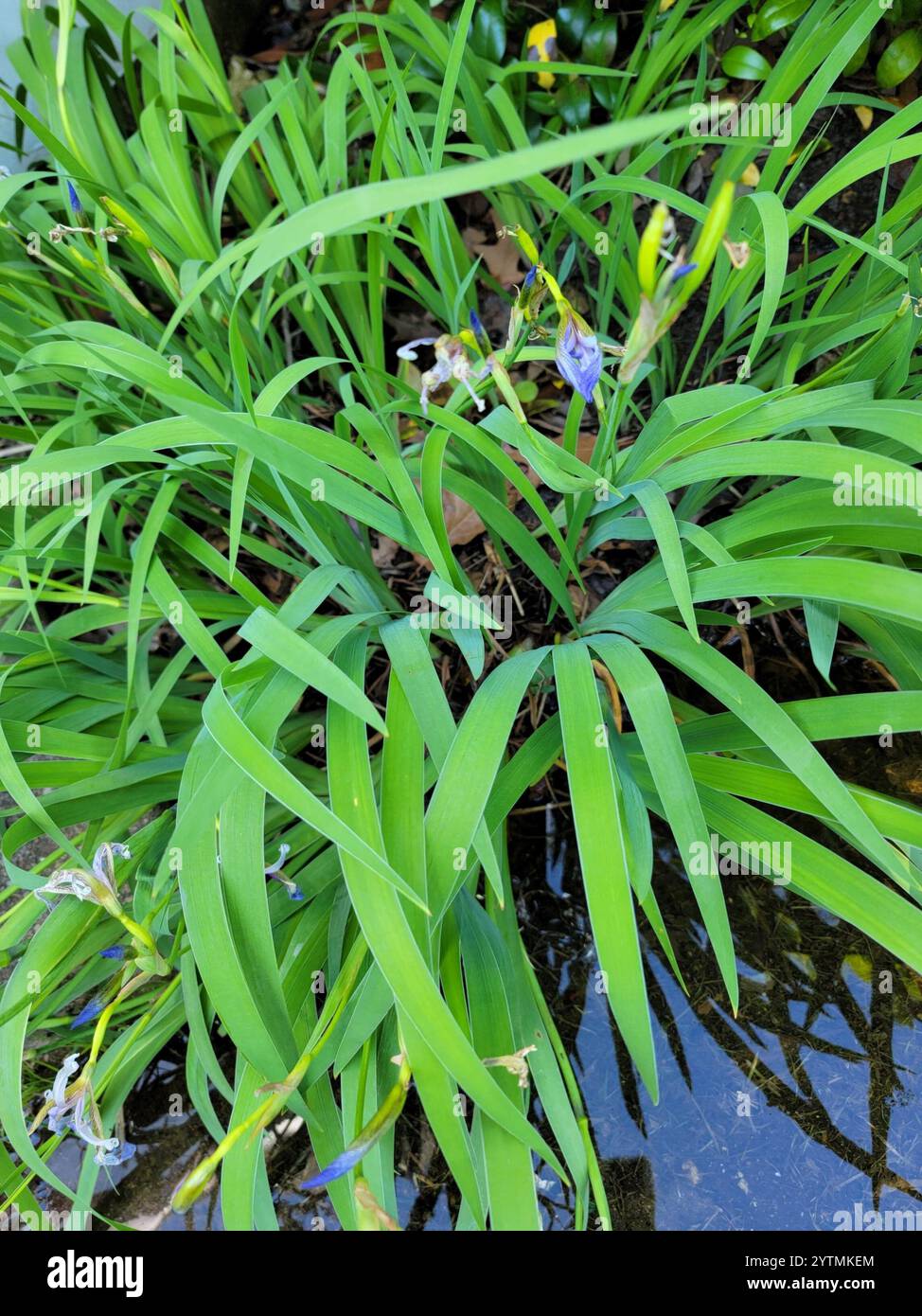 southern blue flag (Iris virginica Stock Photo - Alamy