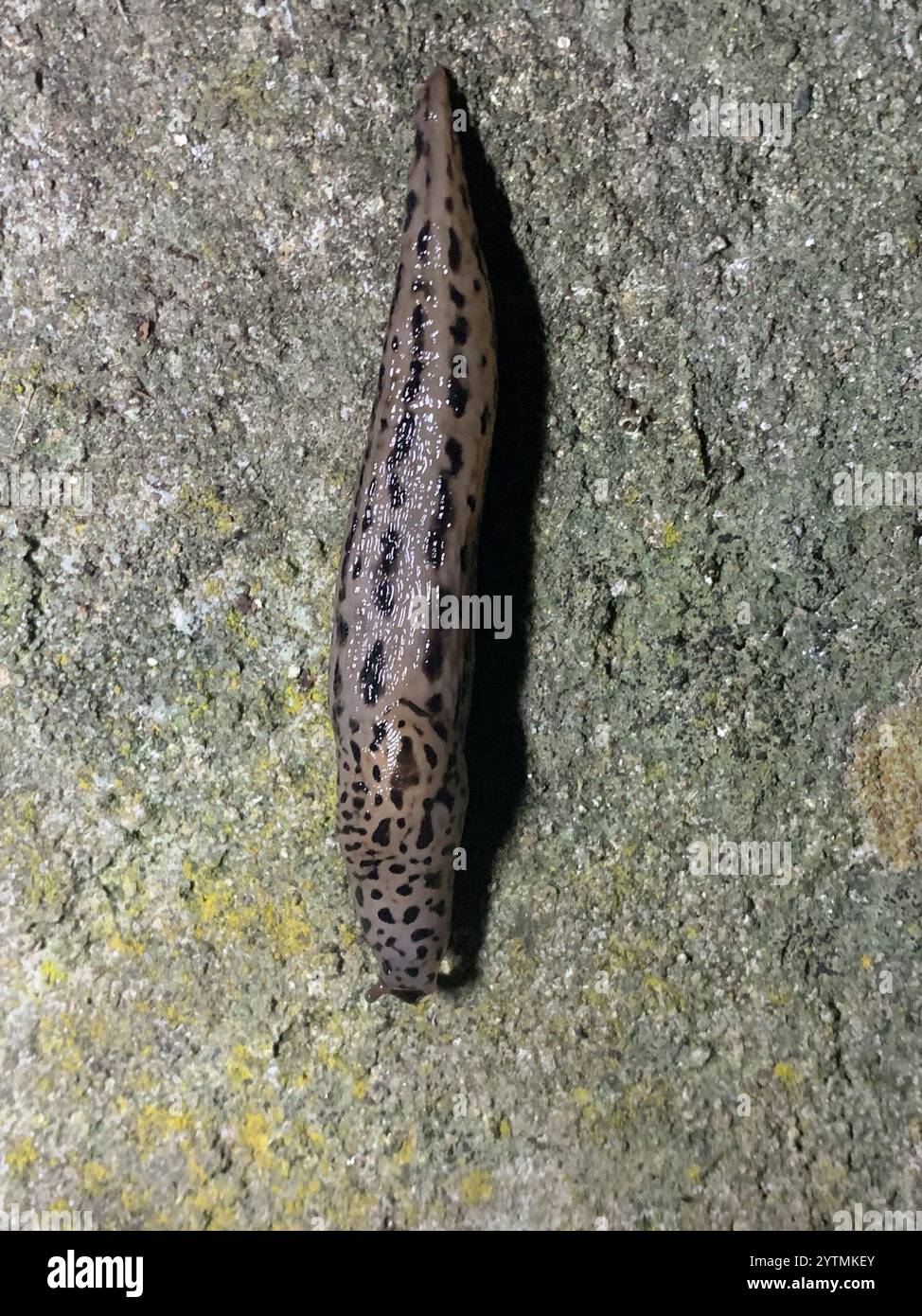 Leopard Slug (Limax maximus Stock Photo - Alamy