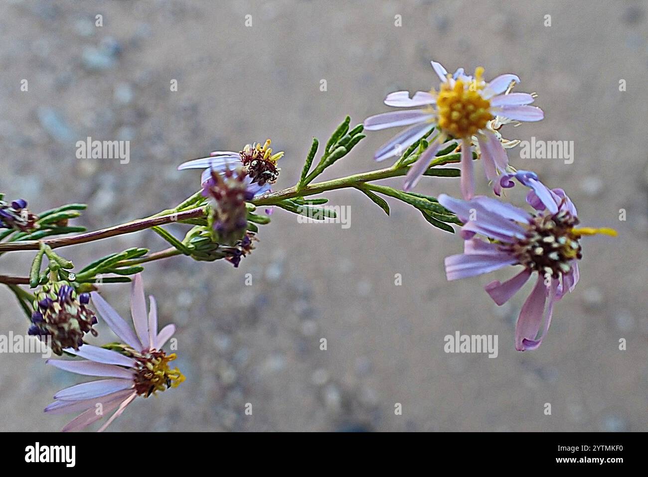 Fine Felicia (Felicia filifolia Stock Photo - Alamy