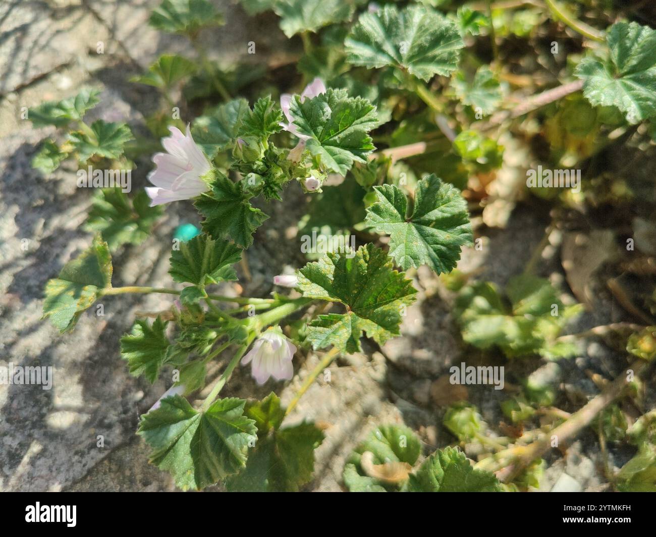 dwarf mallow (Malva neglecta Stock Photo - Alamy