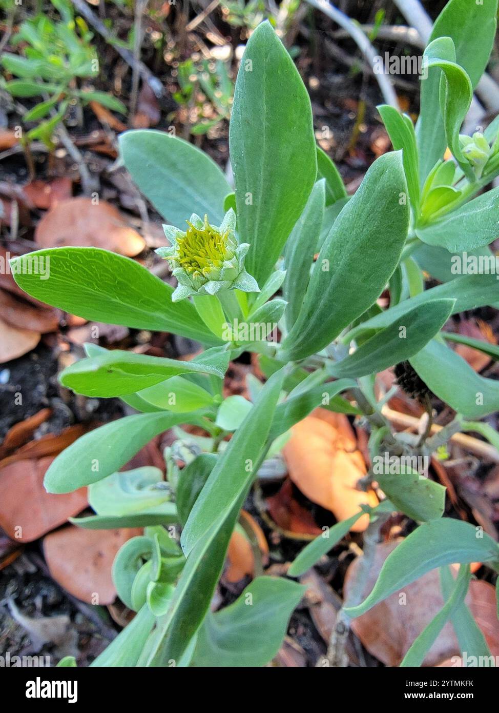 sea ox-eye (Borrichia frutescens Stock Photo - Alamy