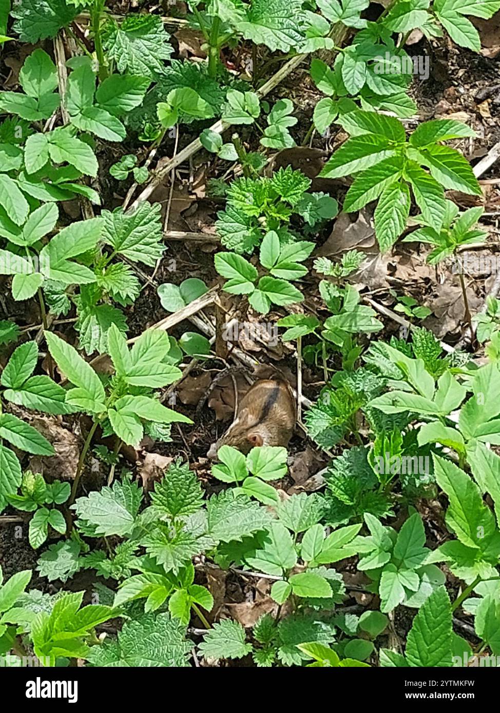 Striped Field Mouse (Apodemus agrarius Stock Photo - Alamy