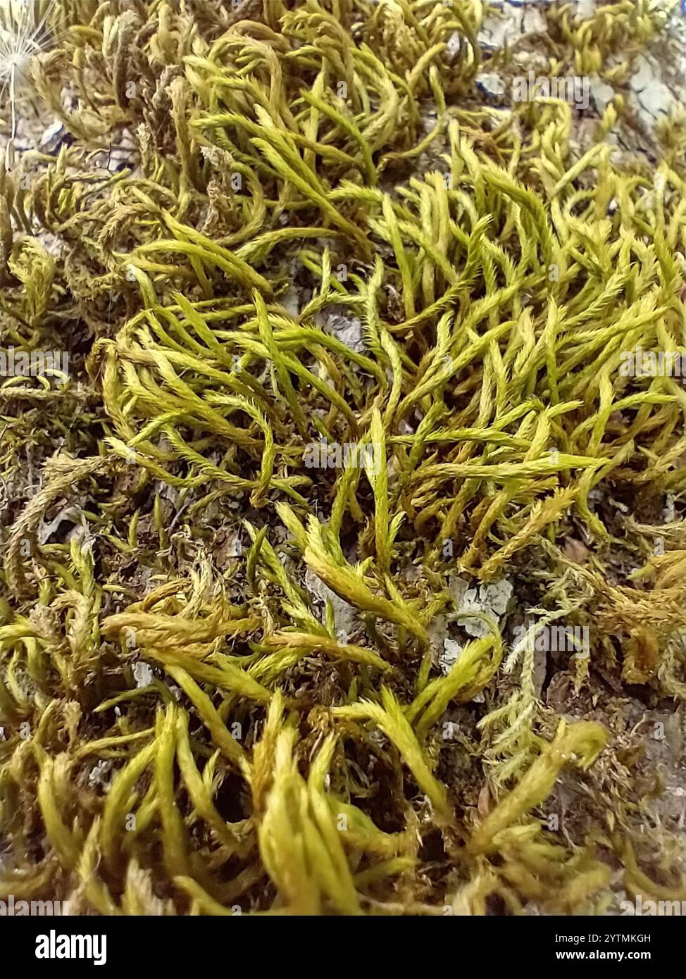 squirrel-tail moss (Leucodon sciuroides Stock Photo - Alamy