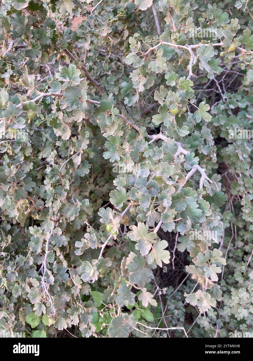 desert gooseberry (Ribes velutinum Stock Photo - Alamy