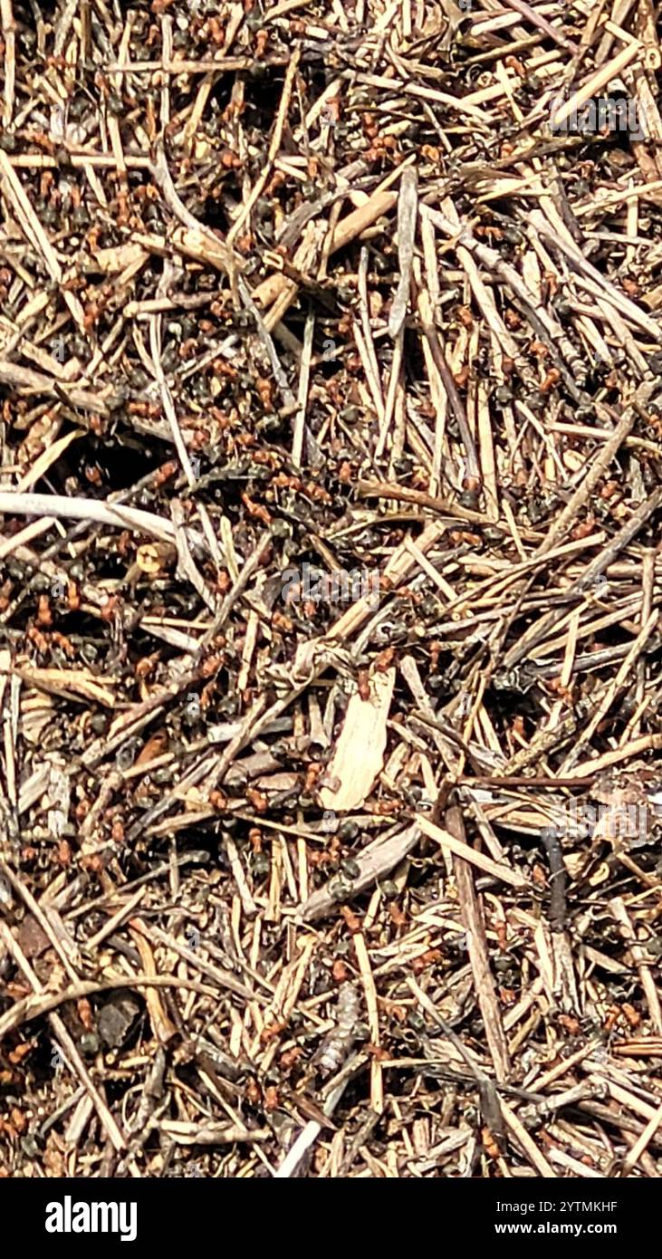 Western Thatching Ant (Formica obscuripes Stock Photo - Alamy