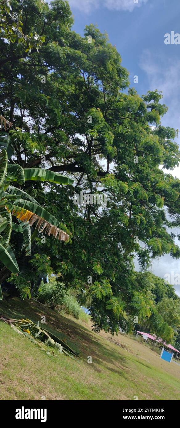 Monkey pod tree (Samanea saman Stock Photo - Alamy