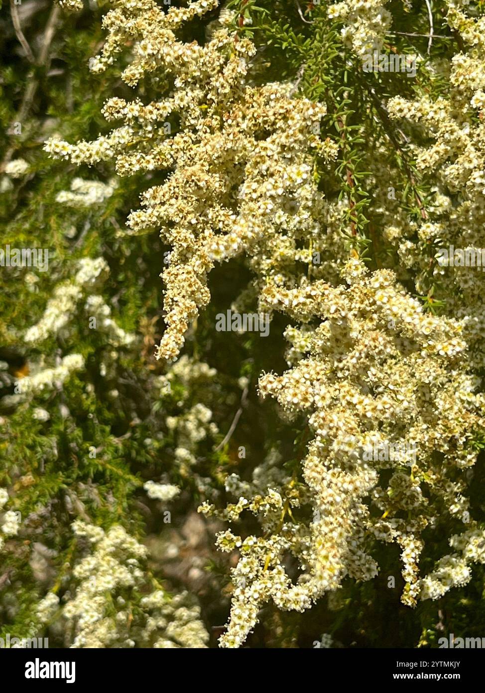chamise (Adenostoma fasciculatum Stock Photo - Alamy