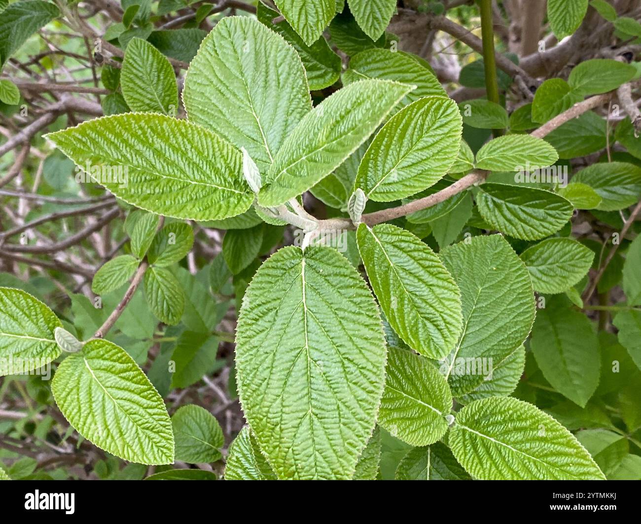 Wayfaring-tree (Viburnum lantana Stock Photo - Alamy