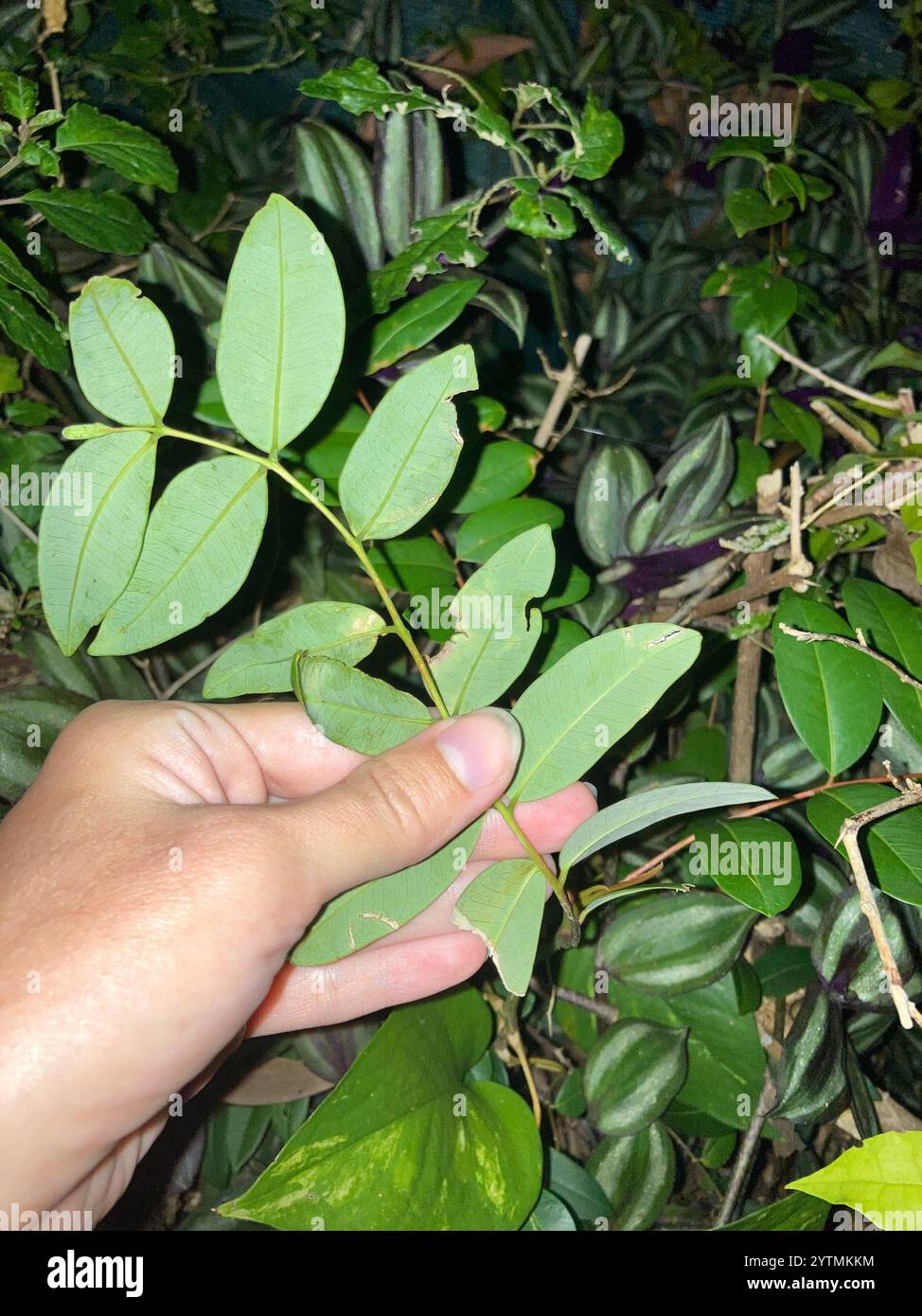 Paradise Tree (Simarouba glauca Stock Photo - Alamy