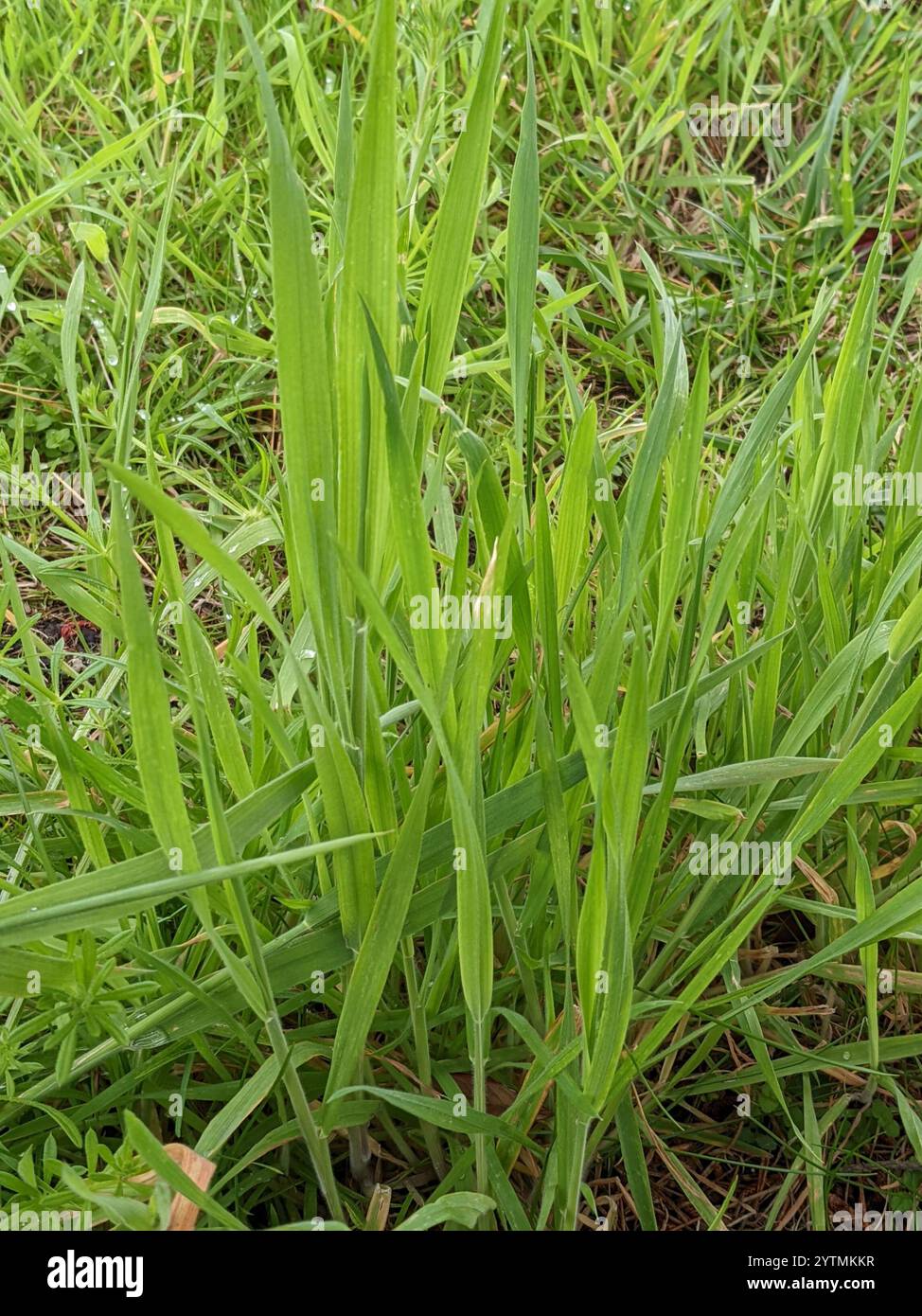 Yorkshire fog (Holcus lanatus Stock Photo - Alamy