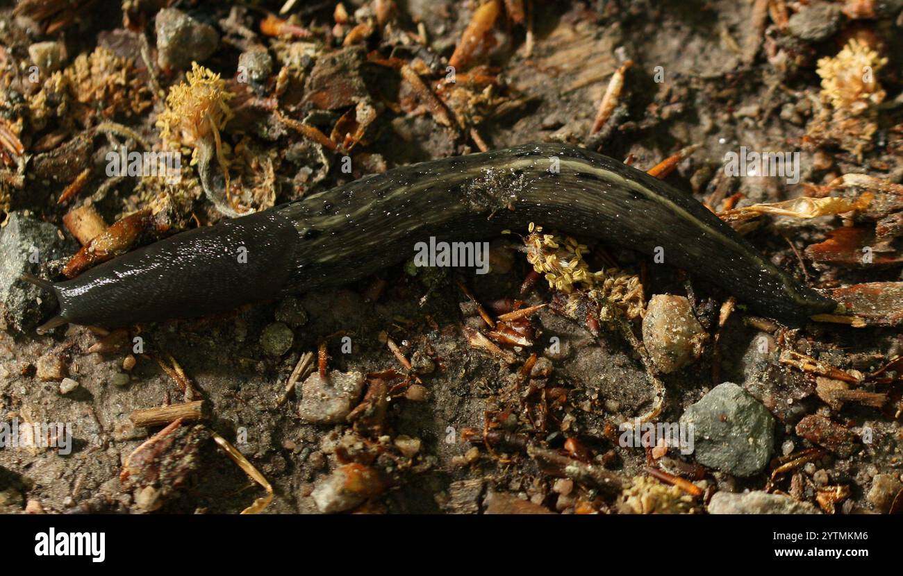 Ash-black Slug (Limax cinereoniger Stock Photo - Alamy