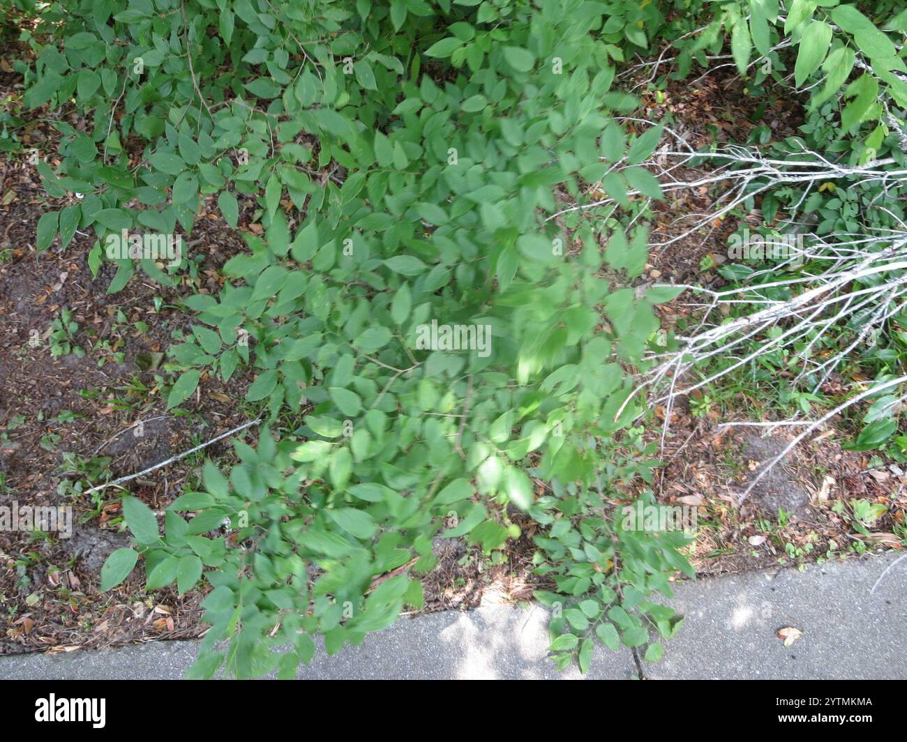 sugar hackberry (Celtis laevigata Stock Photo - Alamy