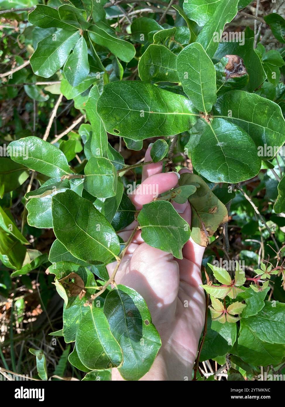 Chapman's Oak (Quercus chapmanii Stock Photo - Alamy
