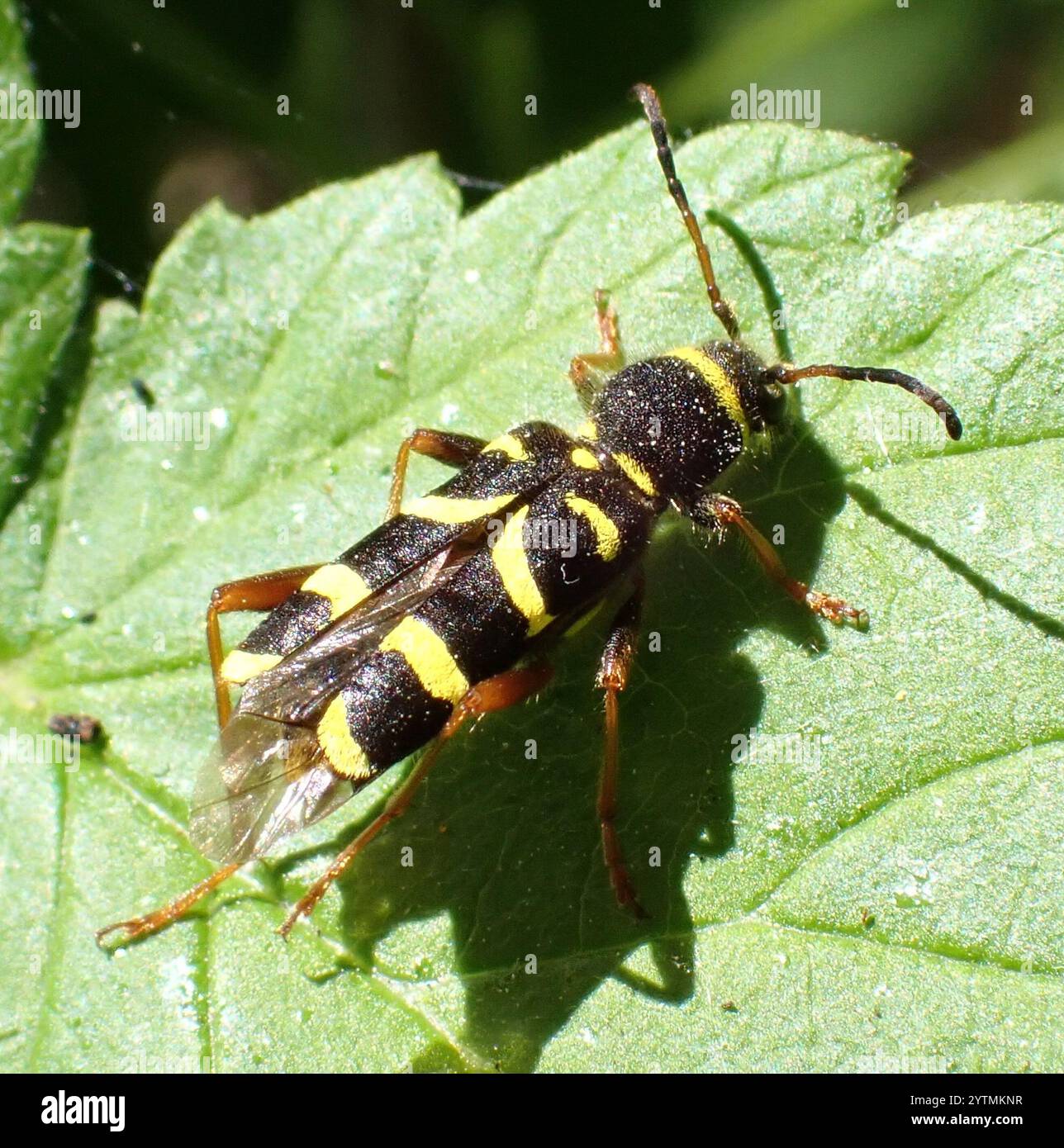 Wasp Beetle (Clytus arietis Stock Photo - Alamy