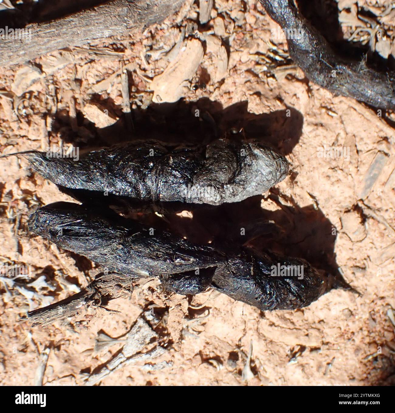 Cape Grey Mongoose (Herpestes pulverulentus Stock Photo - Alamy