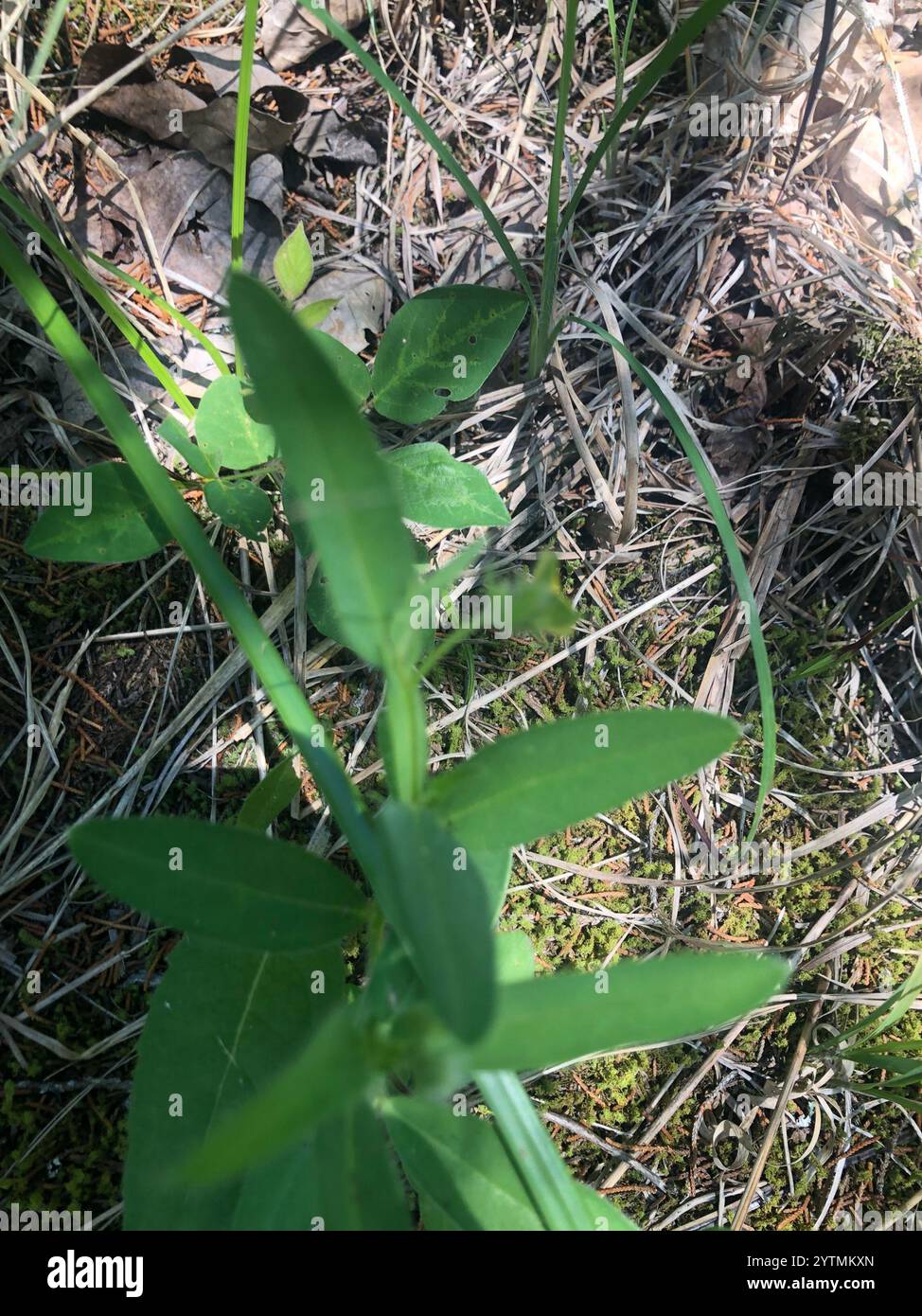 arrowhead rattlebox (Crotalaria sagittalis Stock Photo - Alamy