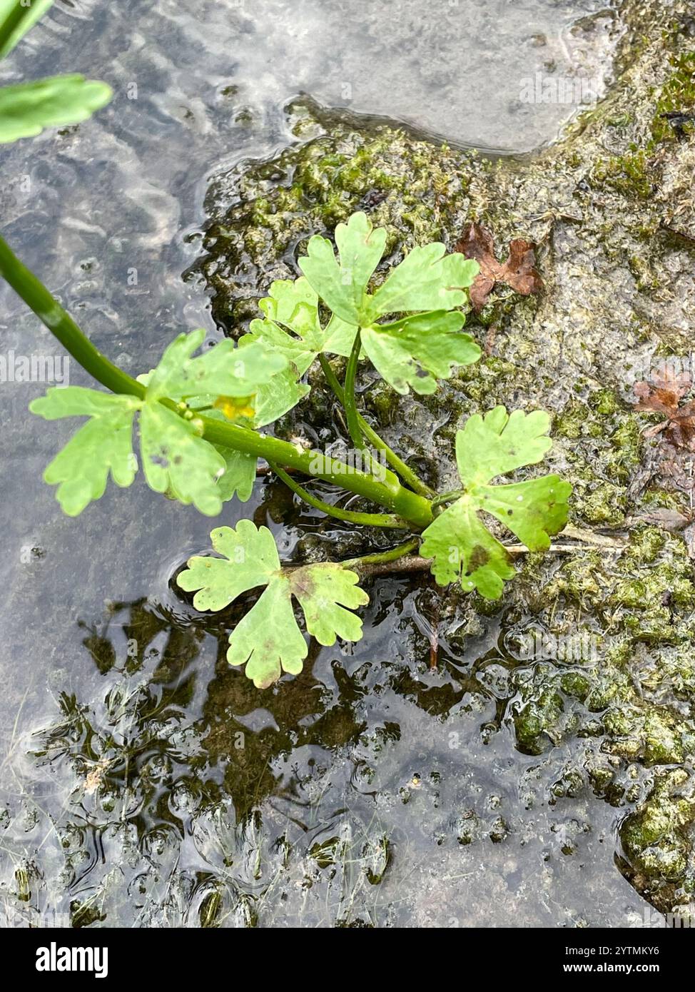 cursed crowfoot (Ranunculus sceleratus Stock Photo - Alamy