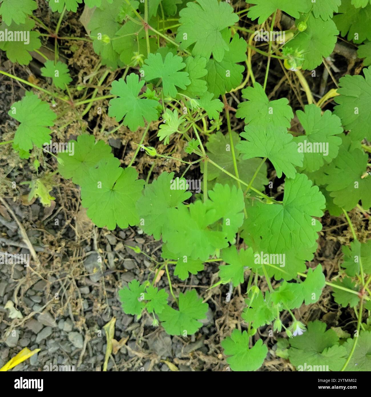 Round-leaved Crane's-bill (Geranium rotundifolium Stock Photo - Alamy