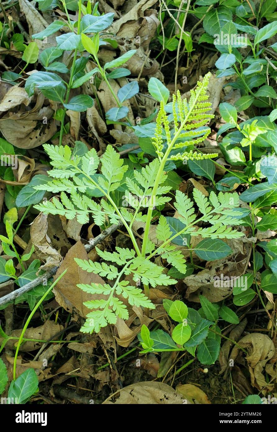 rattlesnake fern (Botrypus virginianus Stock Photo - Alamy