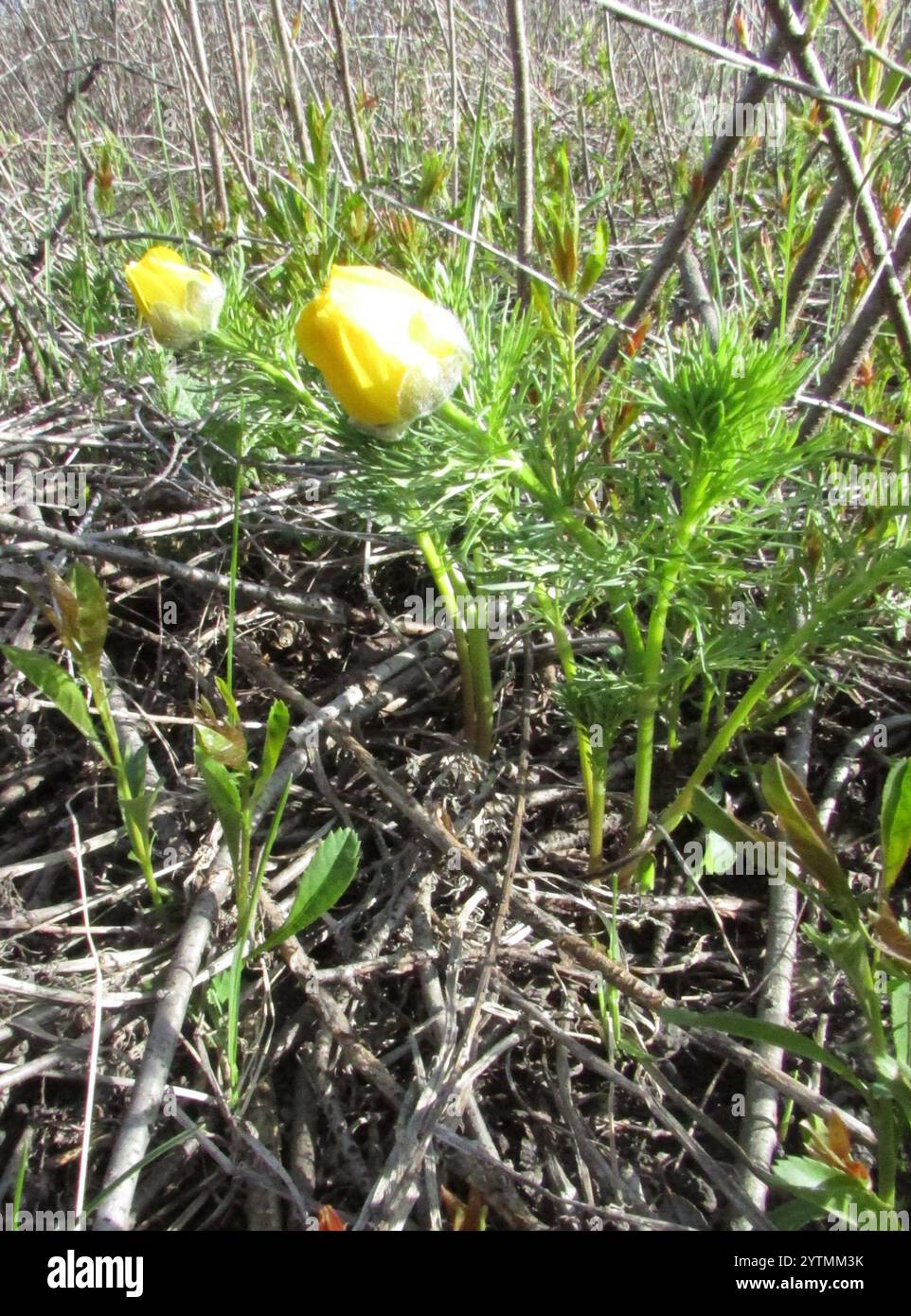 Spring Adonis (Adonis vernalis Stock Photo - Alamy