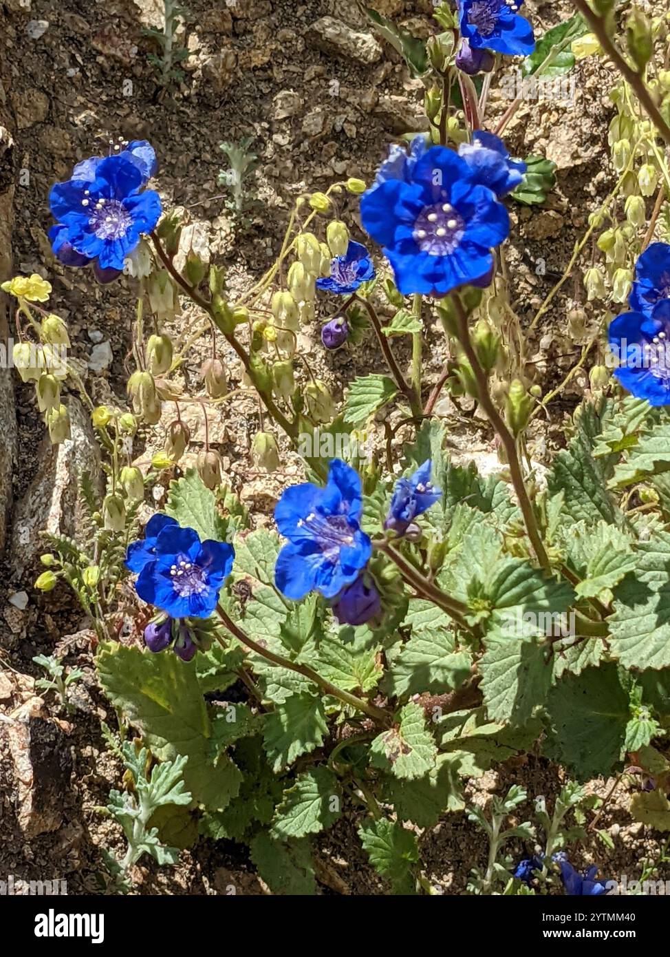 Phacelia viscida hi-res stock photography and images - Alamy