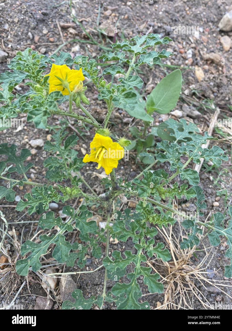buffalo-bur (Solanum rostratum Stock Photo - Alamy