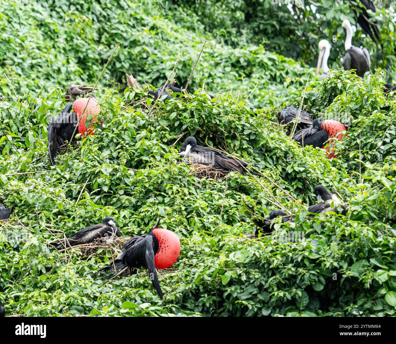frigatebird - Fregata magnificens - male displaying inflated gular sac ...