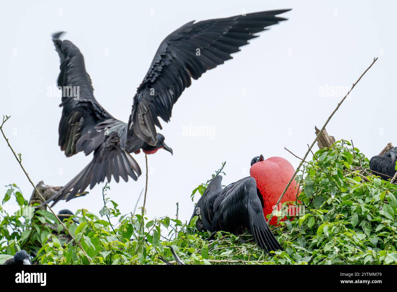 frigatebird - Fregata magnificens - male displaying inflated gular sac ...
